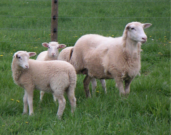 Weeks Homestead Part 5 – Katahdin Sheep – worldofweeks