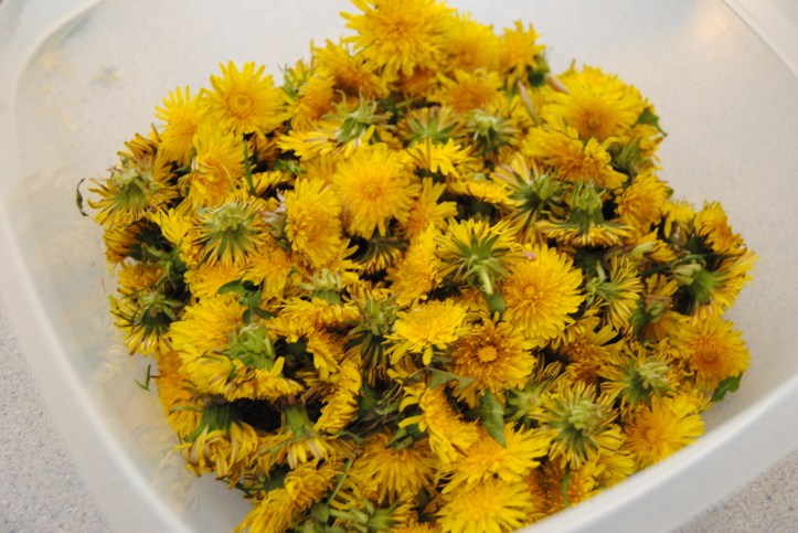 Dandelions, the Super Food – worldofweeks